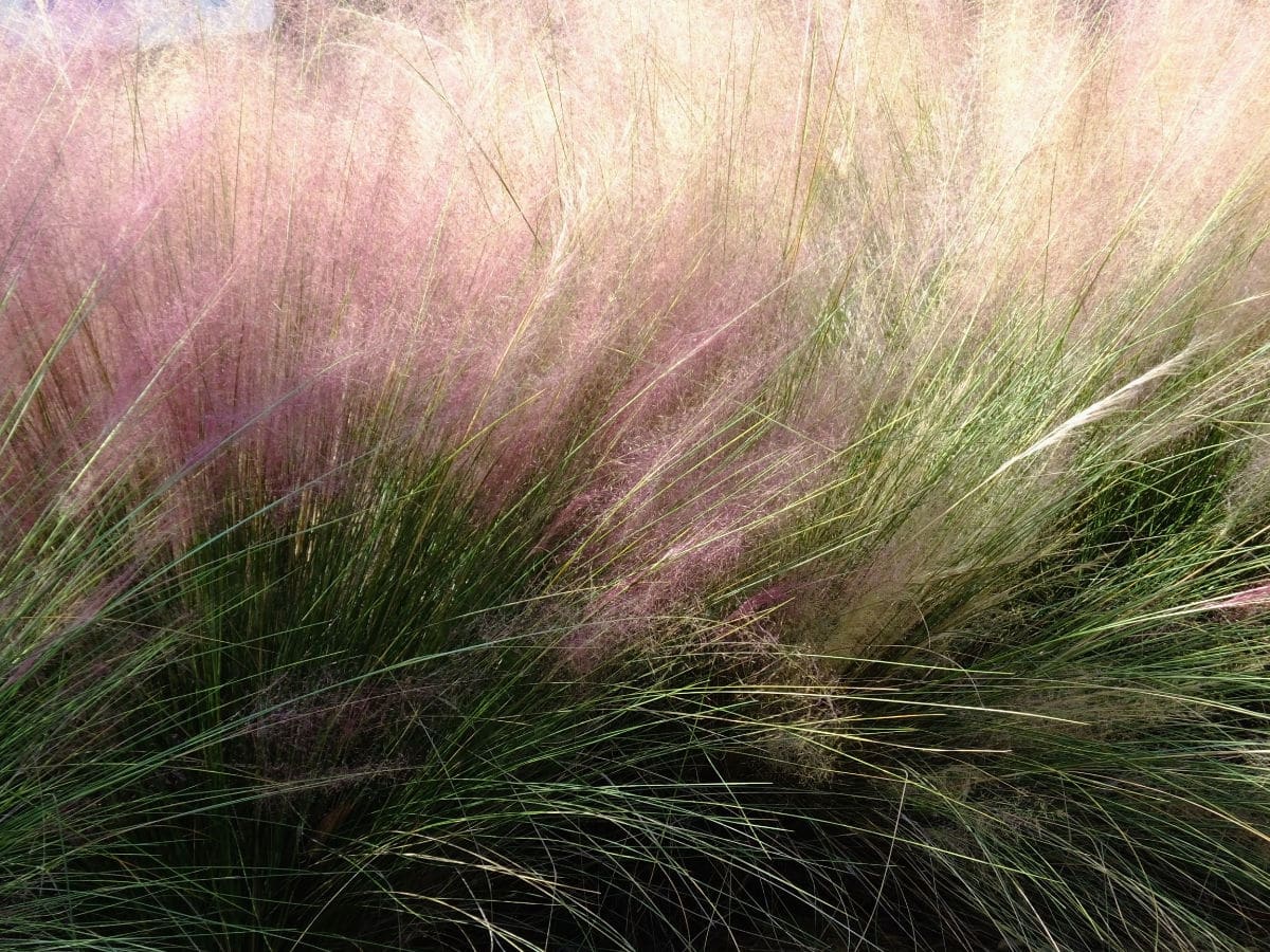 10 Drought-Tolerant Native Plants for Houston - Buchanan's Native Plants