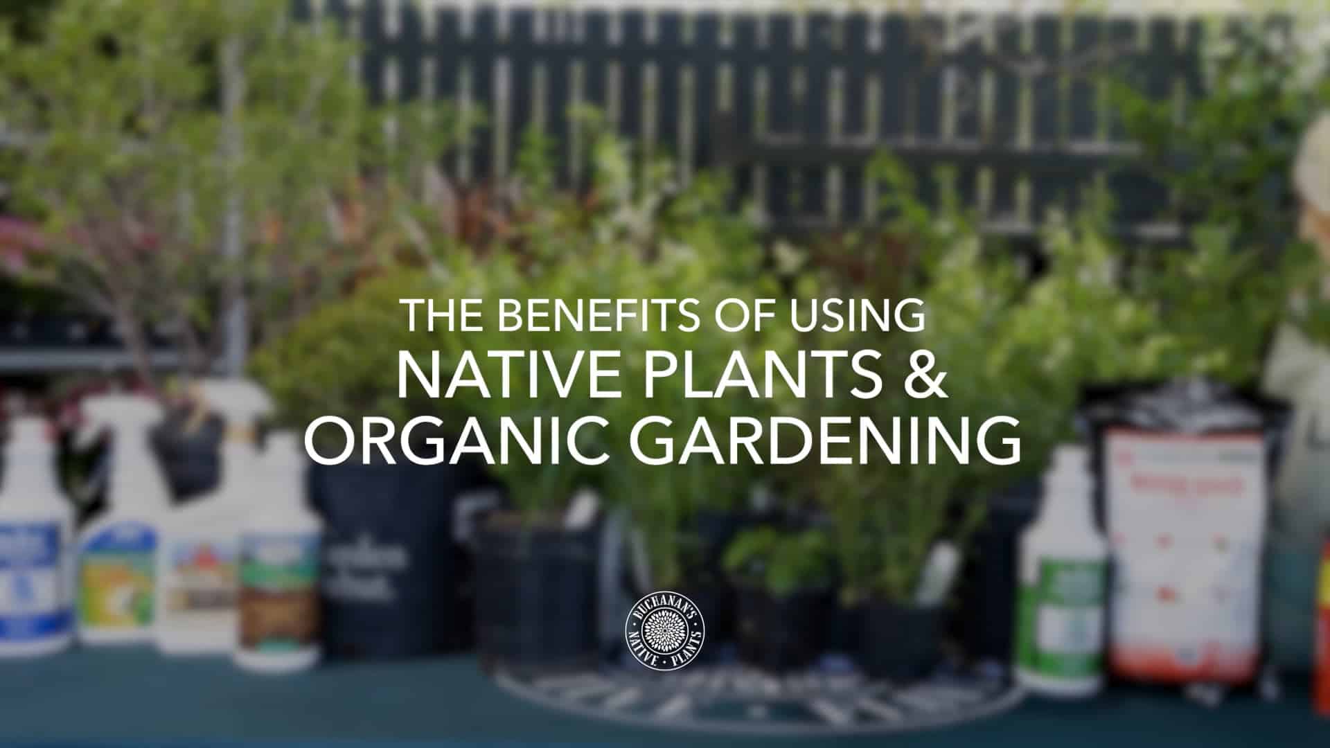 The Benefits of Planting Native Plants & Organic Gardening - Buchanan's ...