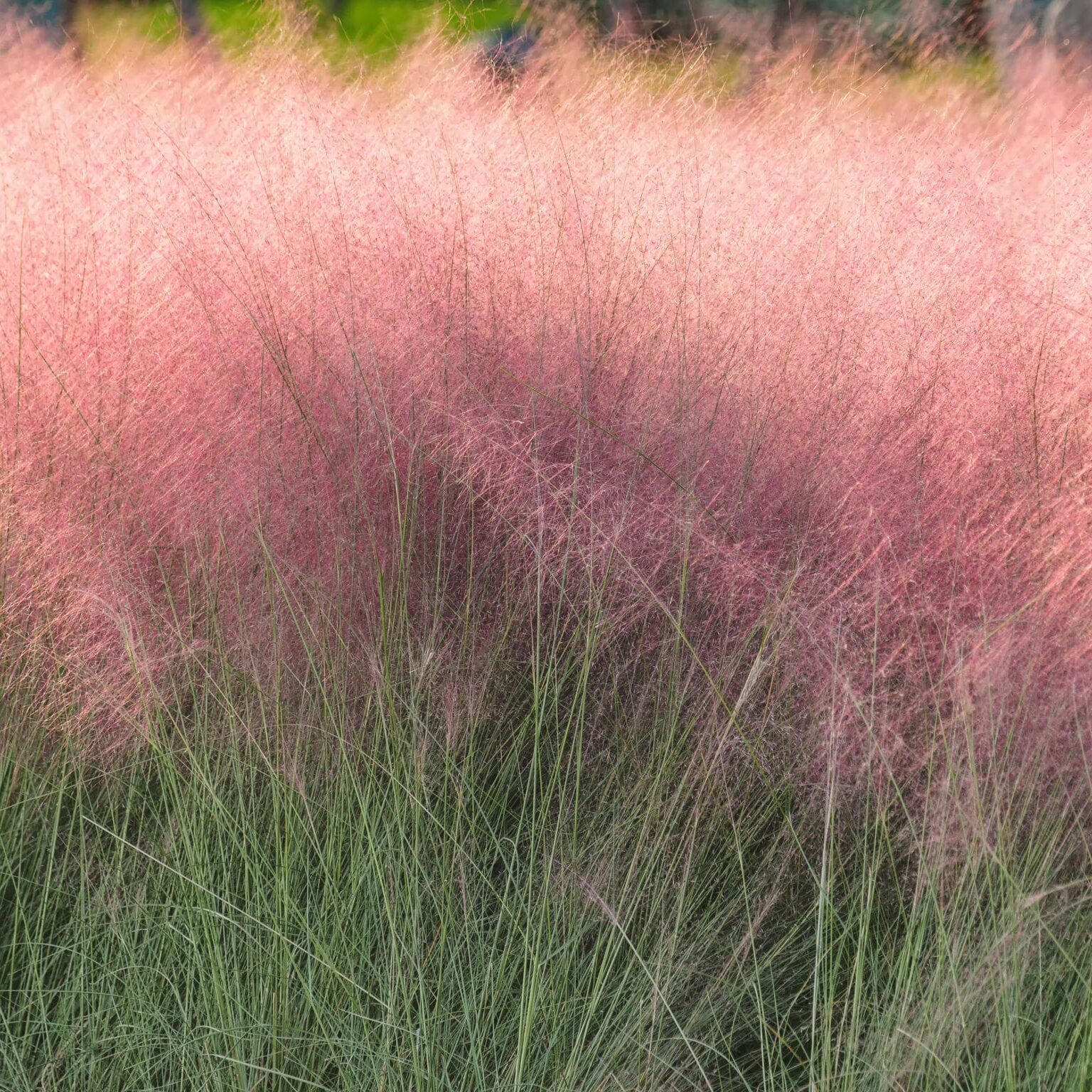Plant Library - Buchanan's Native Plants