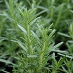 Arp Rosemary - Buchanan's Native Plants