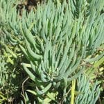 Blue Chalk Sticks - Buchanan's Native Plants