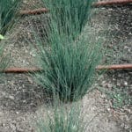 Blue Dart Rush - Buchanan's Native Plants