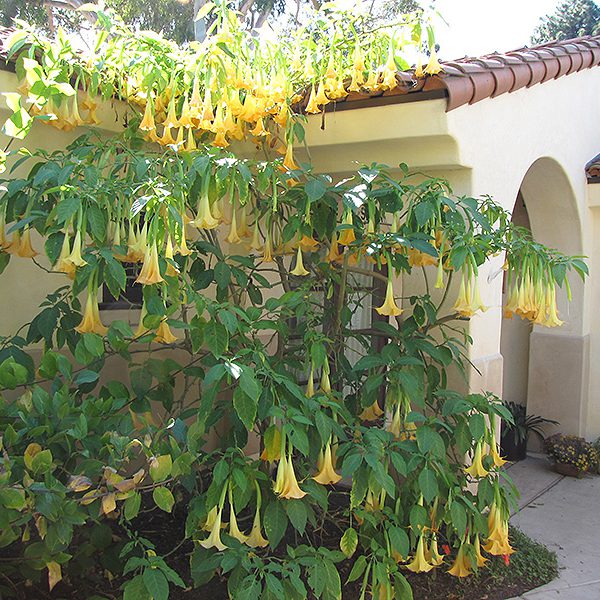 Charles Grimaldi Angel's Trumpet - Buchanan's Native Plants