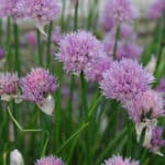 Chives - Buchanan's Native Plants