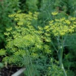 Dill - Buchanan's Native Plants