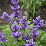 Evolution Salvia - Buchanan's Native Plants