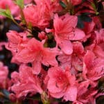Fashion Azalea - Buchanan's Native Plants