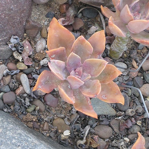 Ghost Plant - Buchanan's Native Plants