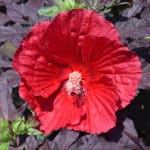 Midnight Marvel Hibiscus - Buchanan's Native Plants