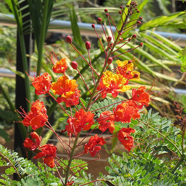 Pride of Barbados - Buchanan's Native Plants
