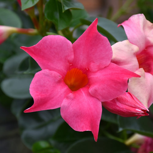 Pink Mandevilla - Buchanan's Native Plants