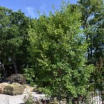 Pride Of Houston Yaupon Holly - Buchanan's Native Plants
