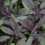 Purple Sage - Buchanan's Native Plants