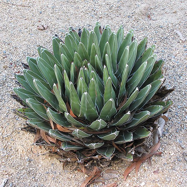 Queen Victoria Agave - Buchanan's Native Plants