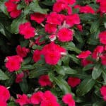 Valiant Punch Vinca - Buchanan's Native Plants