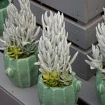 Woolly Senecio - Buchanan's Native Plants