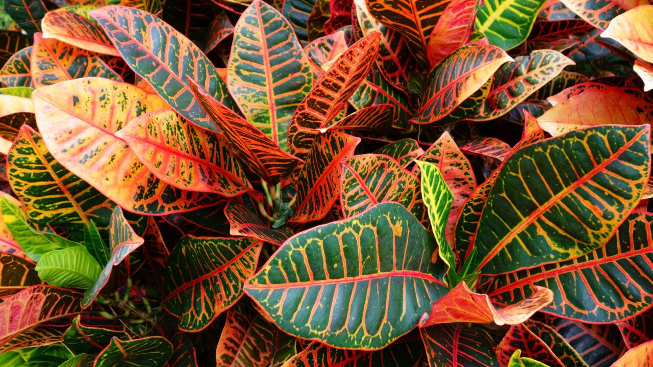 Houston gardening by the month Archives - Buchanan's Native Plants