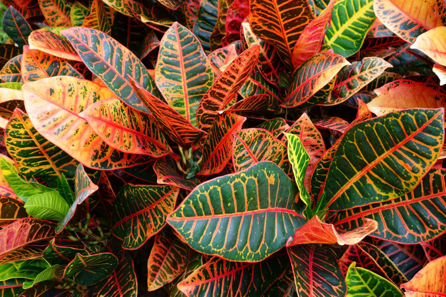 This Week at Buchanan's Native Plants | Houston Texas