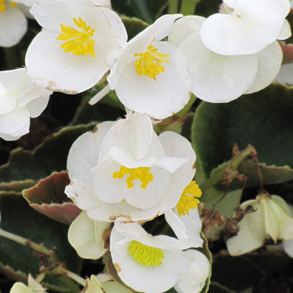 Bada Boom® White Begonia - Buchanan's Native Plants