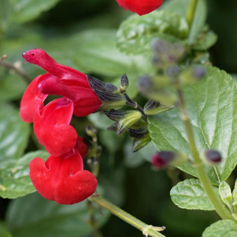 Autumn Sage - Buchanan's Native Plants