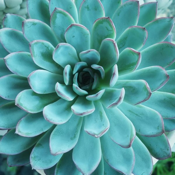 Plant Library - Buchanan's Native Plants