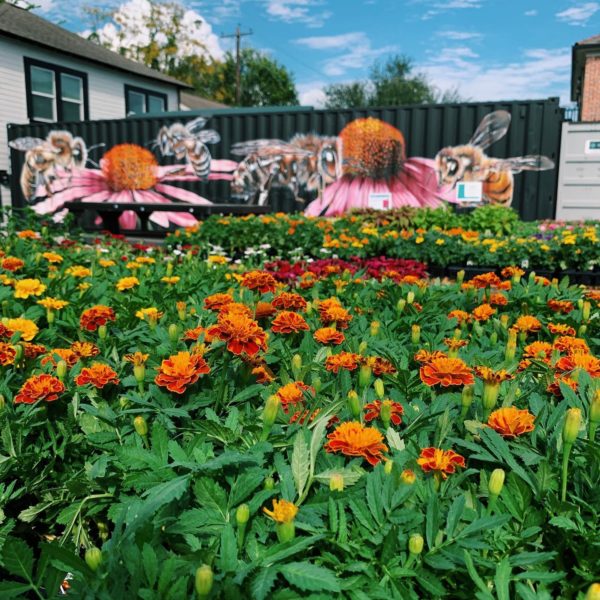 Annuals - Buchanan's Native Plants