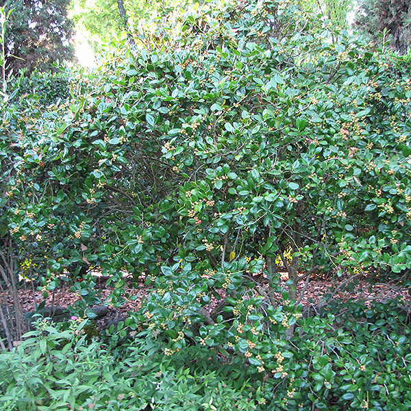 Dahoon Holly - Buchanan's Native Plants