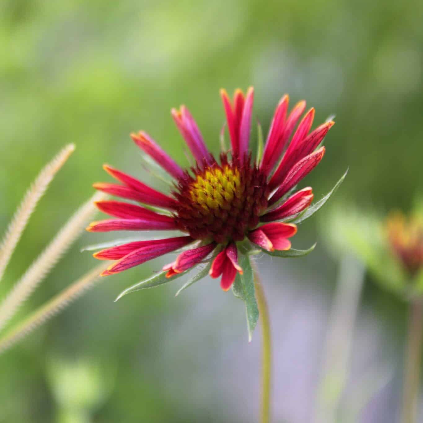 Texas Natives - Buchanan's Native Plants