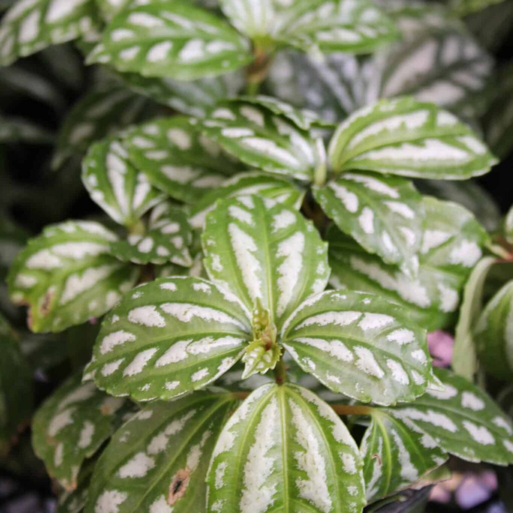Aluminum Plant - Buchanan's Native Plants