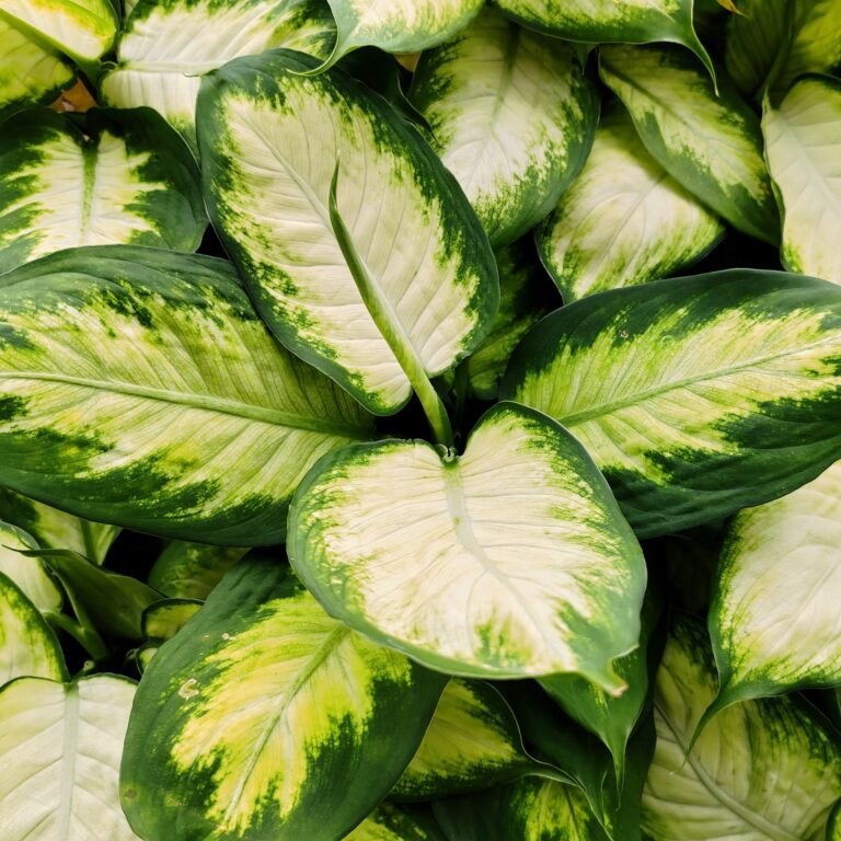 Texas Native Plants - Buchanan's Native Plants