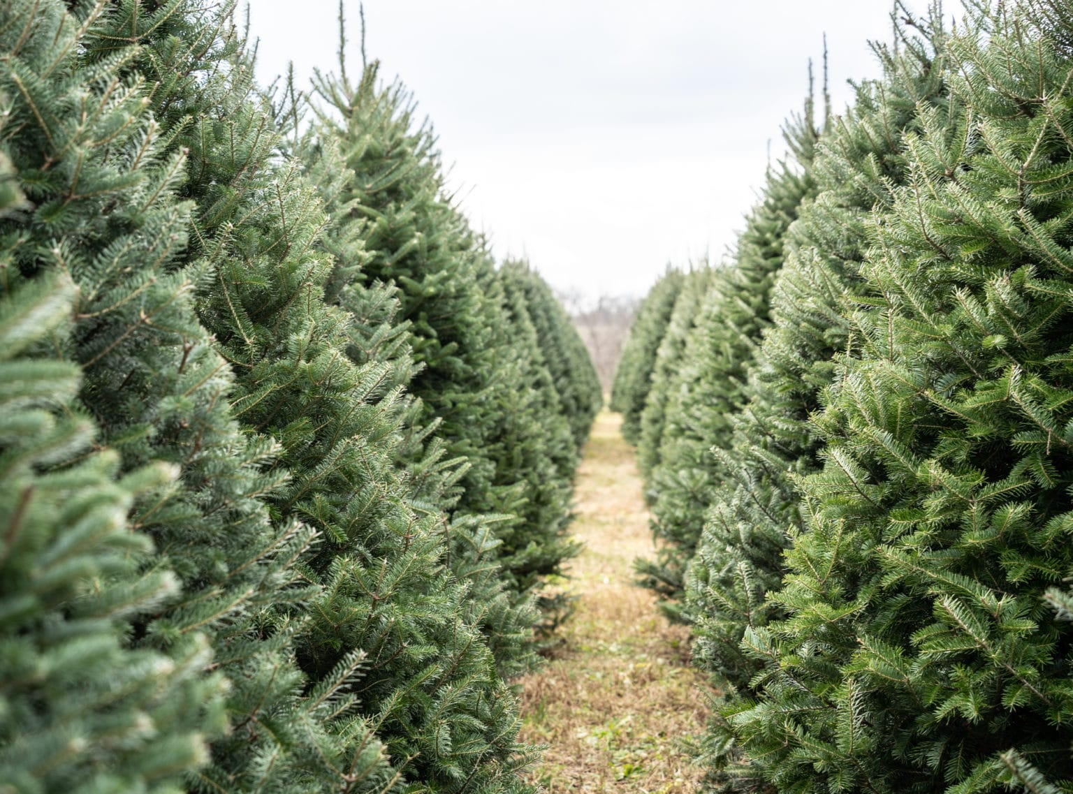 Christmas Trees 2025 - Buchanan's Native Plants