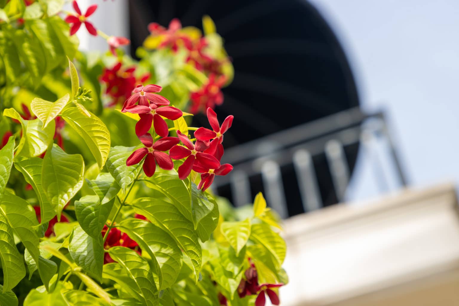 Vines - Buchanan's Native Plants