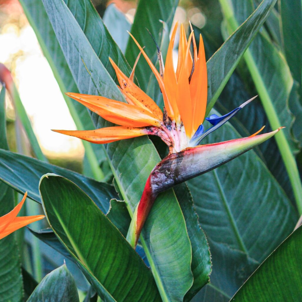 Orange Bird of Paradise - Buchanan's Native Plants