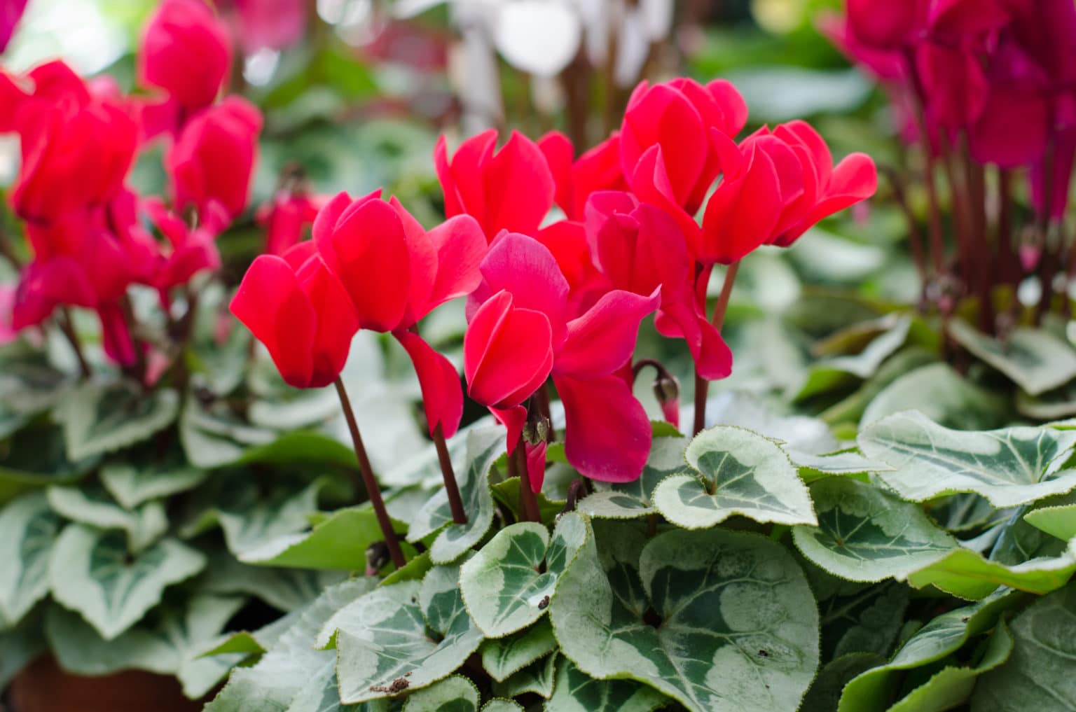 Houston gardening by the month Archives - Buchanan's Native Plants