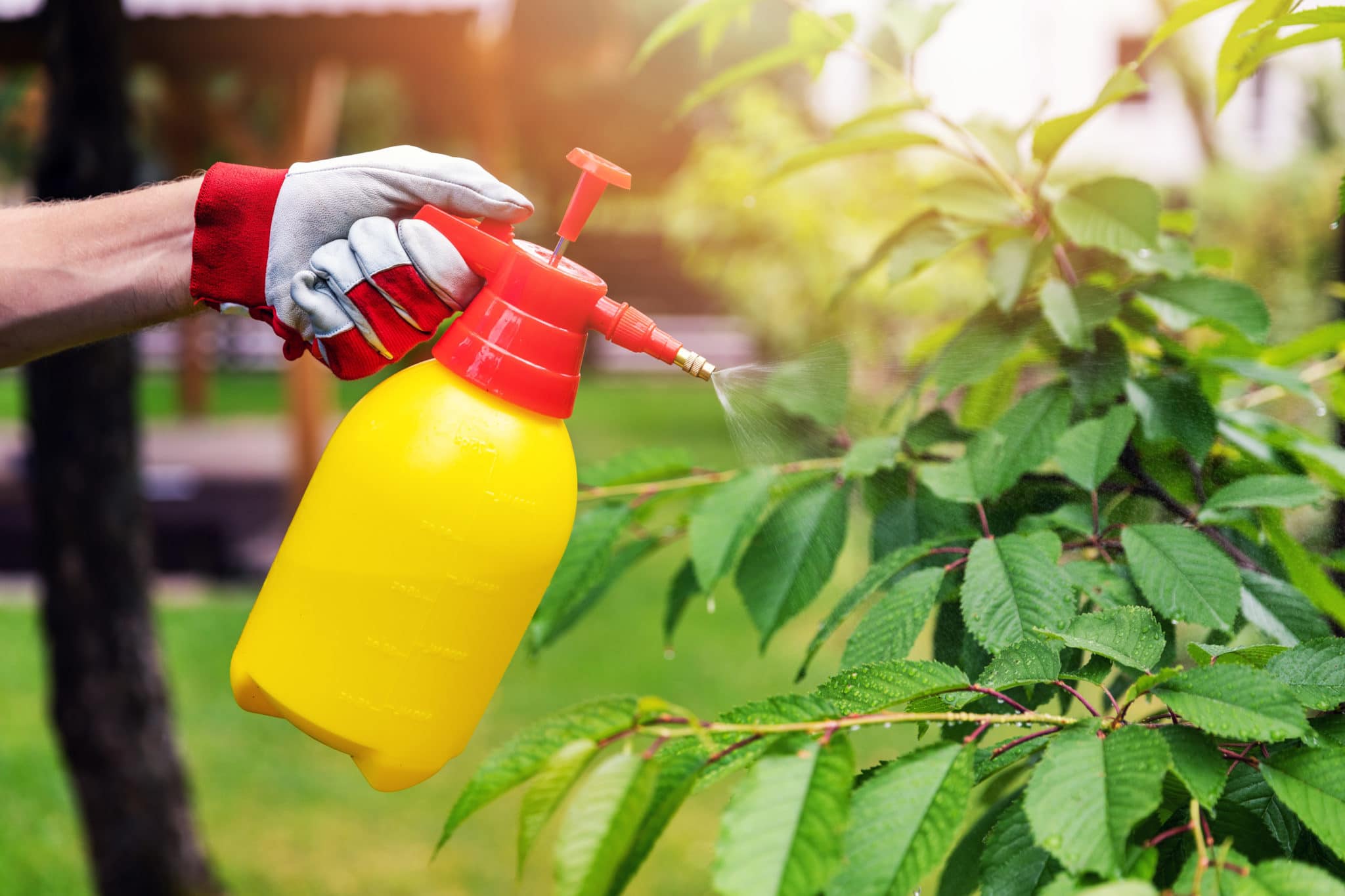 Pest, Weed and Fungus control - Buchanan's Native Plants