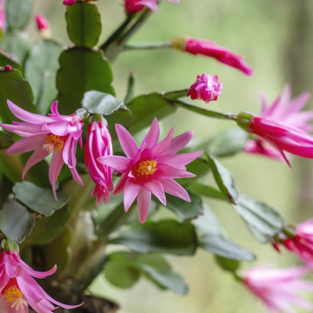 This Week at Buchanan's Native Plants | Houston Texas
