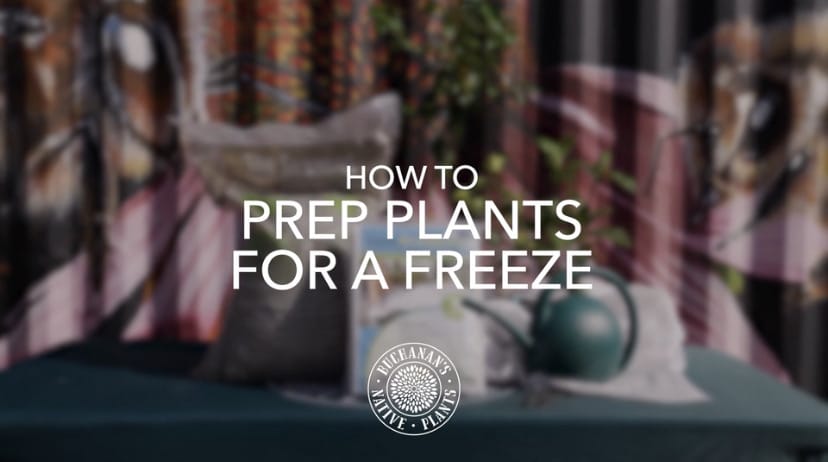 How To Prep Plants For A Freeze - Buchanan's Native Plants