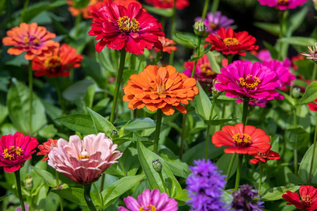 Annuals - Buchanan's Native Plants