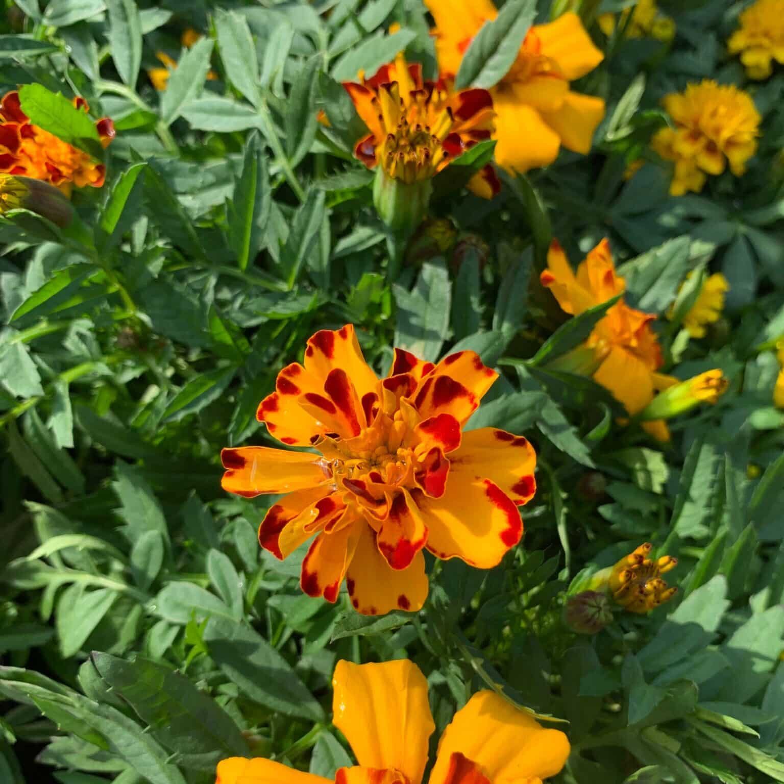 Annuals - Buchanan's Native Plants