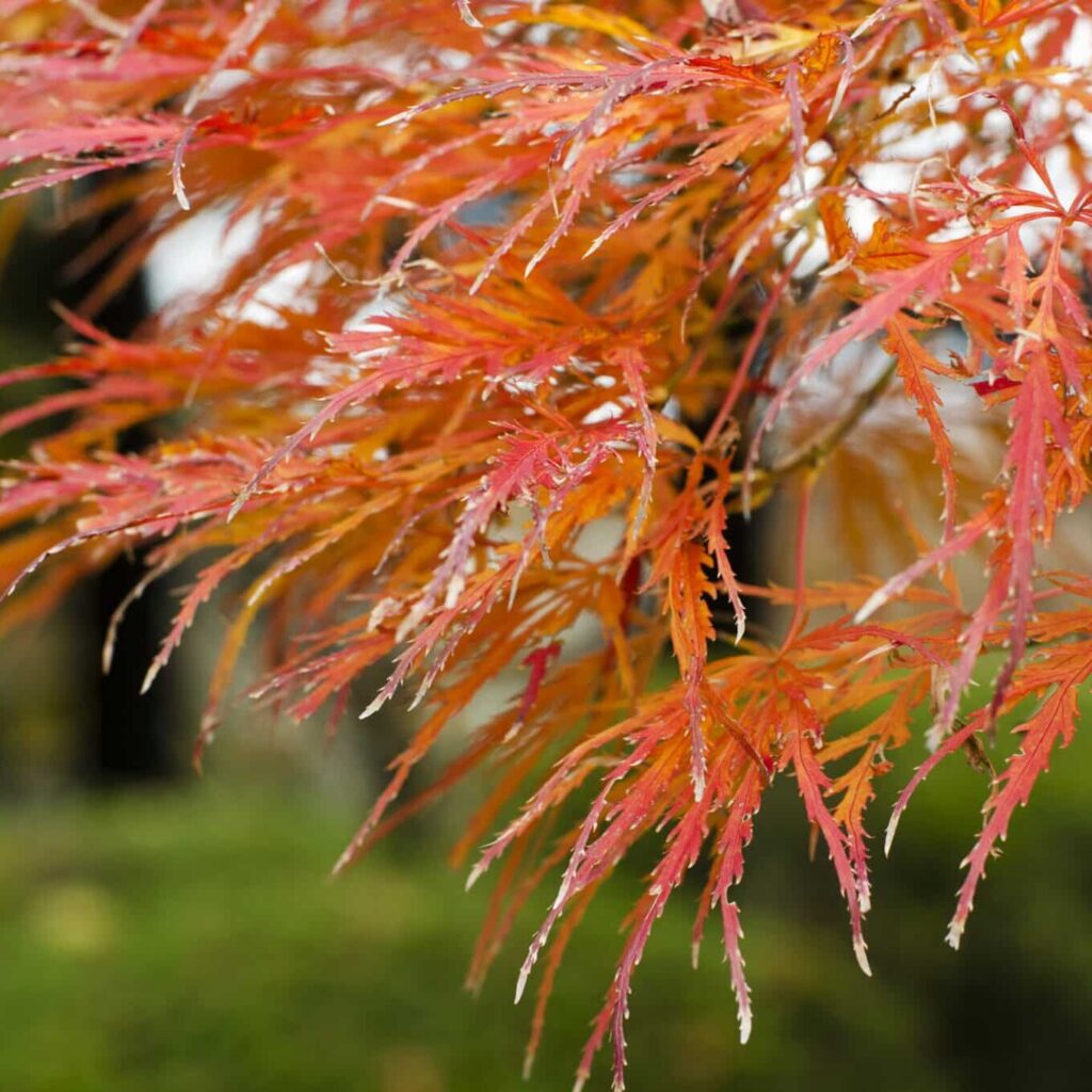 This Week at Buchanan's Native Plants | Houston Texas