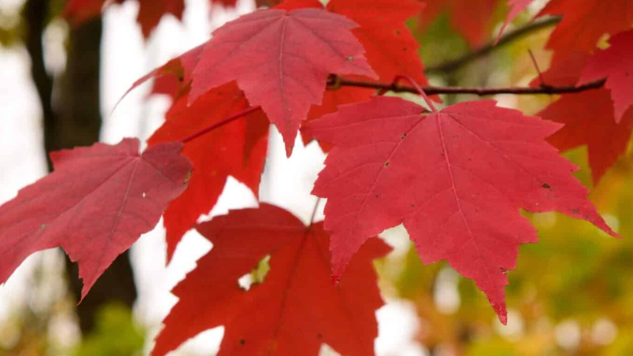 Buchanan's Native Plants Blog