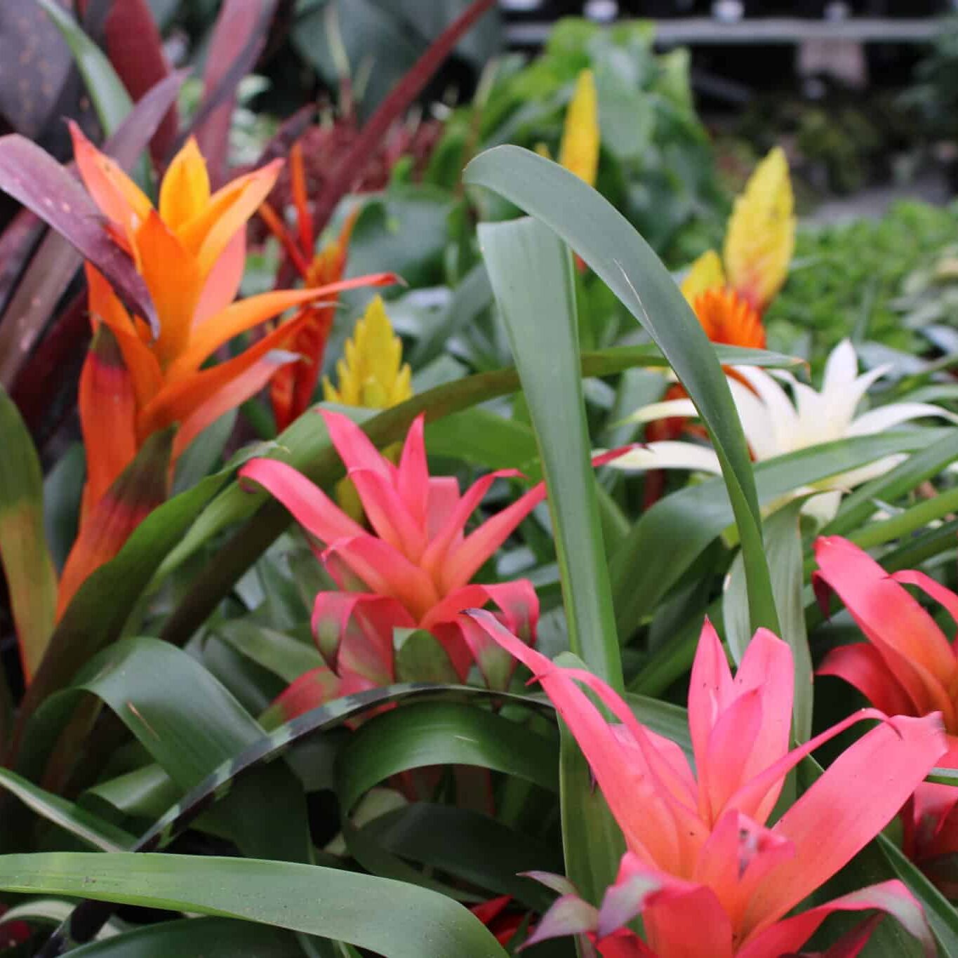 Houseplants - Buchanan's Native Plants