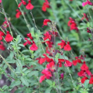 Texas Natives - Buchanan's Native Plants