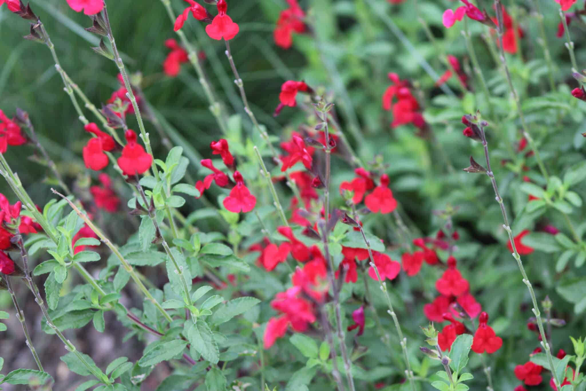 Texas Natives - Buchanan's Native Plants