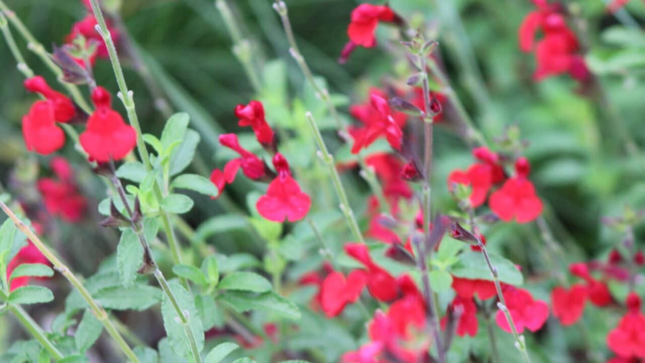 10 Drought-Tolerant Texas Native Plants for Houston - Buchanan's Native ...