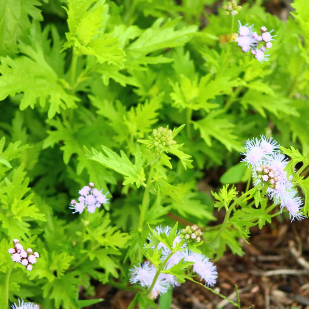Texas Natives - Buchanan's Native Plants