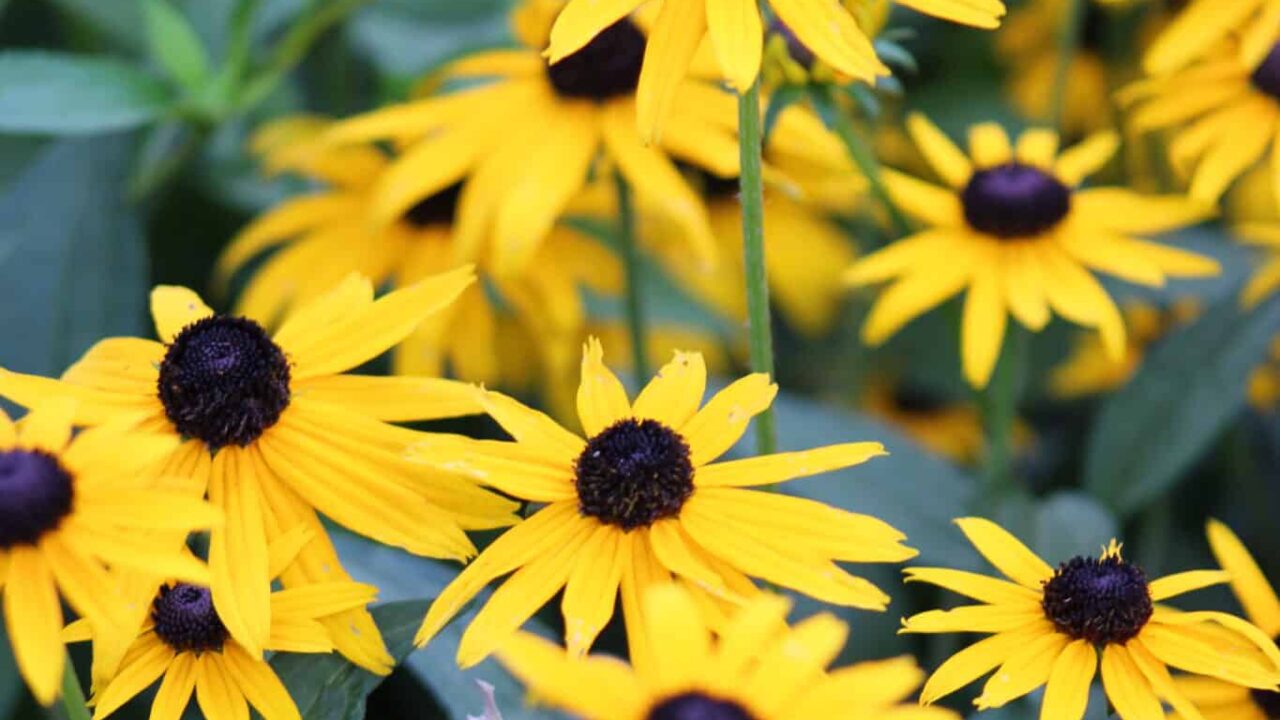 10 Drought-Tolerant Texas Native Plants for Houston - Buchanan's Native ...