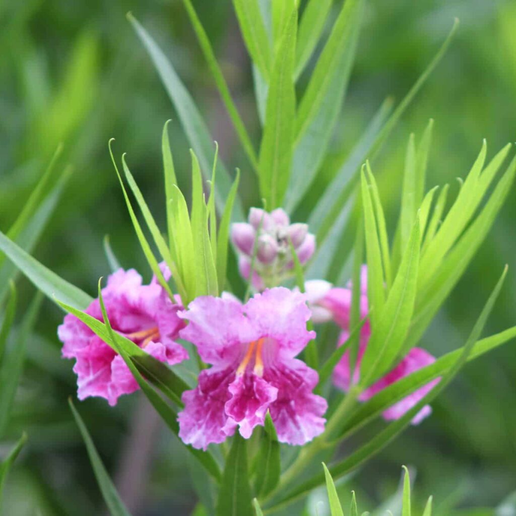Texas Natives - Buchanan's Native Plants