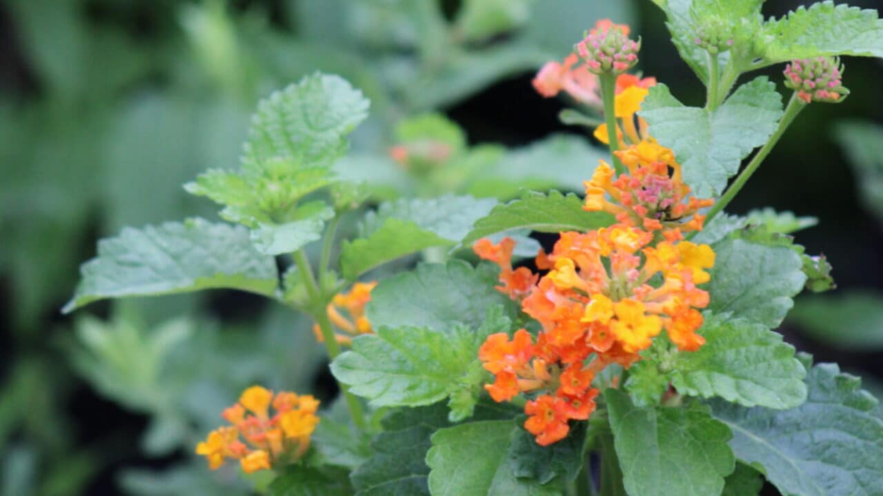 10 Drought-Tolerant Texas Native Plants for Houston - Buchanan's Native ...