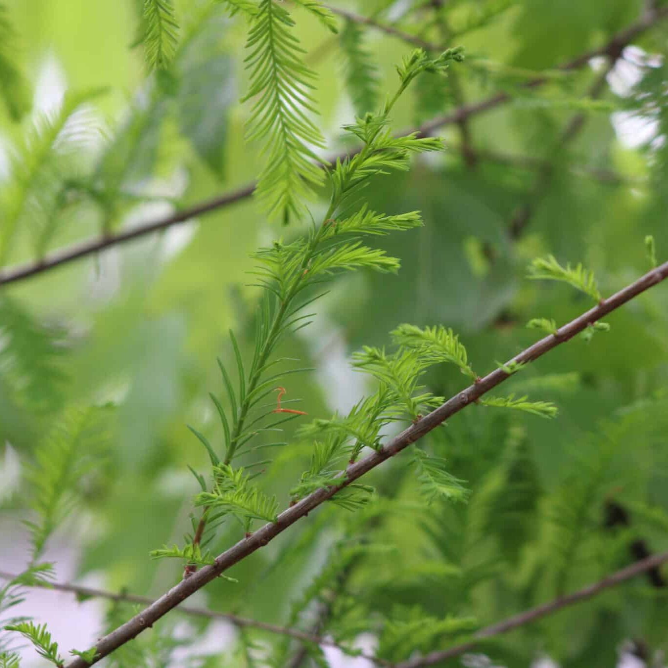 Texas Natives - Buchanan's Native Plants